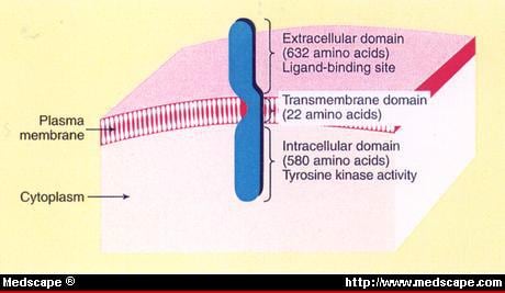 HER2 in Breast Cancer--What Does it Mean?