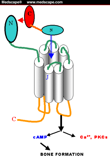 The Parathyroid Hormones (PTHs): Anabolic Tools for Mending Fractures...