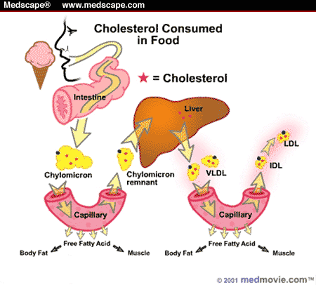 How Statins Work: The Development of Cardiovascular Disease and Its...