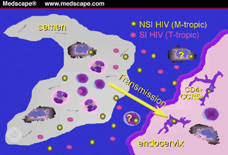 Sexual HIV Transmission and Its Prevention