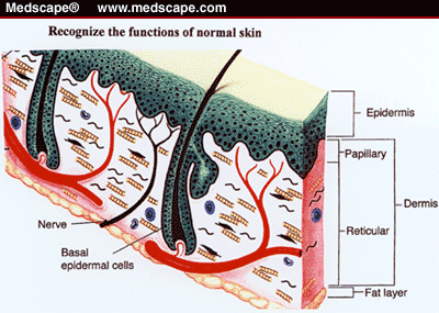 Protein-Energy Malnutrition, and the Nonhealing Cutaneous Wound