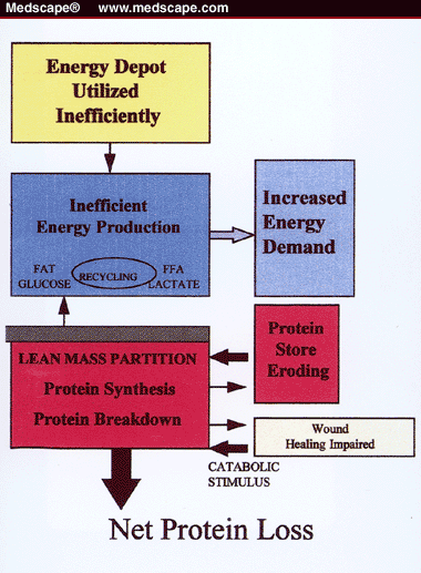 Protein-Energy Malnutrition, and the Nonhealing Cutaneous Wound