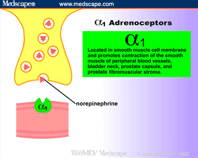 Postsynaptic Alpha 2 Receptors