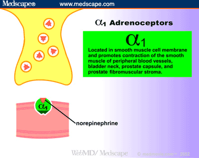 Part I: The Physiology and Function of the Alpha-Adrenergic Nervous System