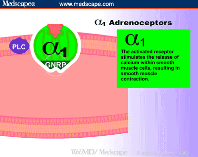 Part I: The Physiology and Function of the Alpha-Adrenergic Nervous System