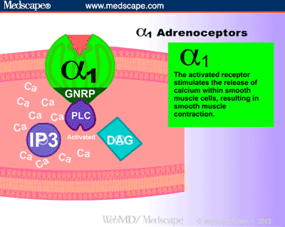 Postsynaptic Alpha 2 Receptors