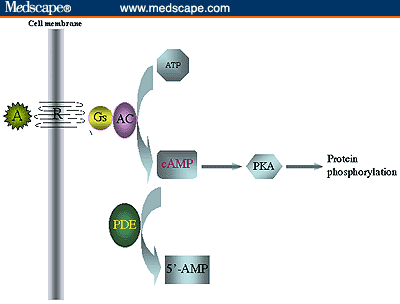 Therapeutic Potential of PDE4 Inhibitors in Chronic Obstructive ...