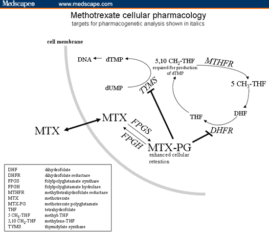 Methotrexate Pathway