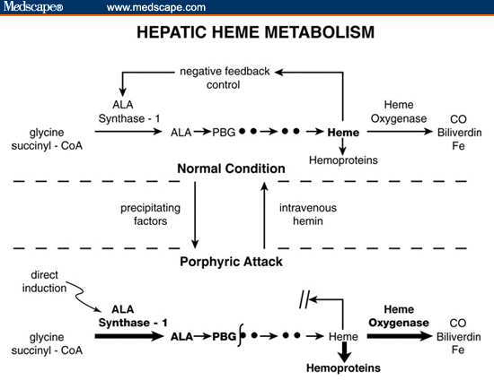 The Diagnosis and Management of Acute Porphyrias