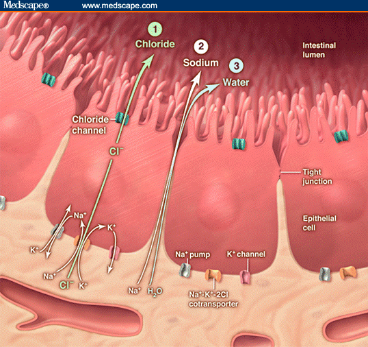 Chronic Constipation: Gut Physiology and Implications for Therapy