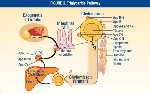 New Therapies and Multiple Targets: Moving Beyond Low-Density ...