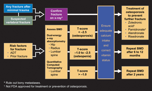Skeletal Complications Across the Cancer Continuum: Bone Metastases and ...