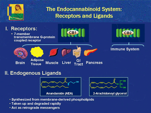 Endocannabinoid System Activation: Understanding the Science (Transcript)