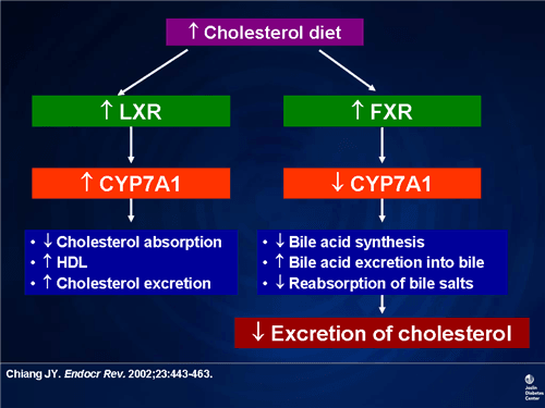 Diabetes and Dyslipidemia: Interrelationships and Clinical Implications
