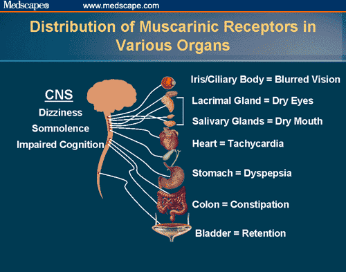 Anticholinergic Therapy for OAB: Cognitive Implications for the Elderly