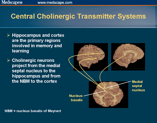 Anticholinergic Therapy for OAB: Cognitive Implications for the Elderly