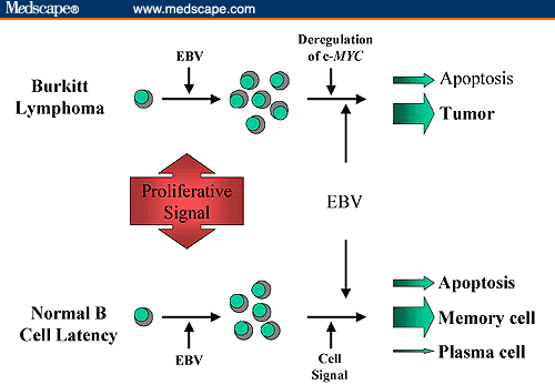 Virus Transformation and Oncogenesis