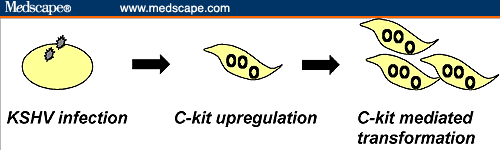 Virus Transformation and Oncogenesis