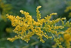 Grastek (Timothy grass pollen allergen extract) dosing, indications ...