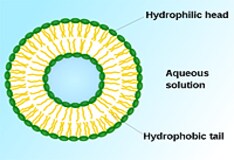 Marqibo (vincristine liposomal) dosing, indications, interactions ...