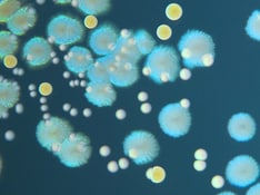 Doribax (DSC) (doripenem) dosing, indications, interactions, adverse ...