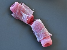 Biothrax (anthrax vaccine adsorbed) dosing, indications, interactions ...