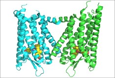 Talwin NX (pentazocine/naloxone) dosing, indications, interactions ...