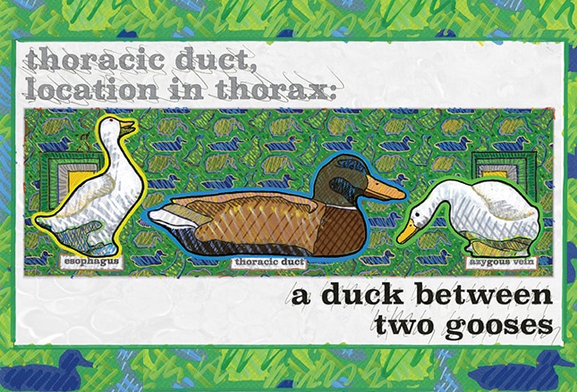 16 Anatomic Mnemonics