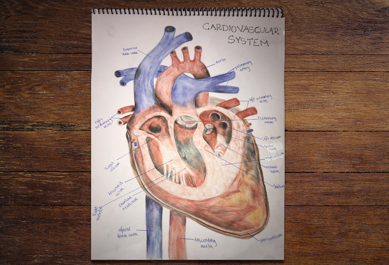 Anatomy as Artwork: 16 Medical Paintings and Sketches