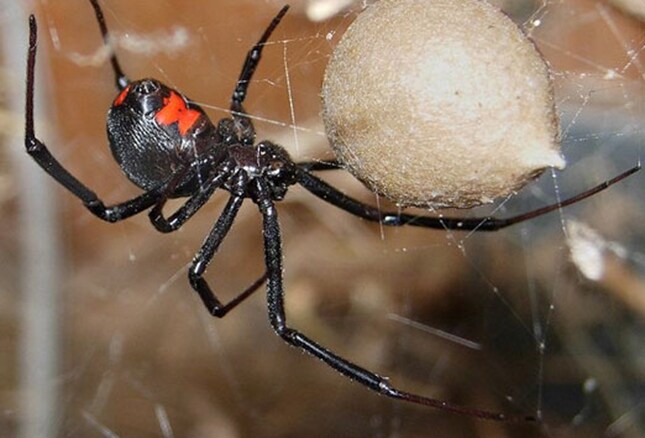 5 Arthropod Envenomations: From Benign Bites to Serious Stings