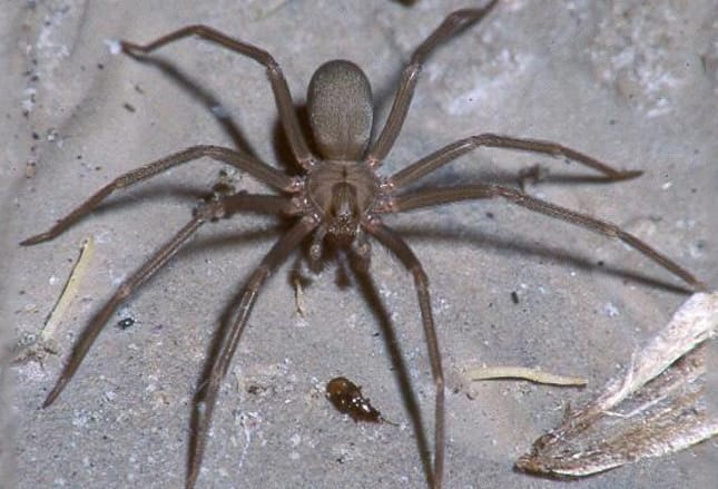 5 Arthropod Envenomations: From Benign Bites to Serious Stings