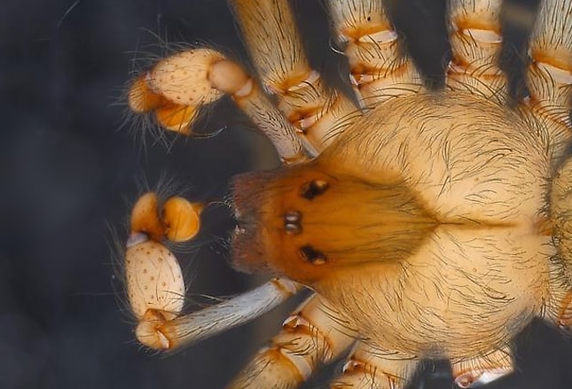 5 Arthropod Envenomations: From Benign Bites to Serious Stings