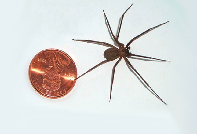 5 Arthropod Envenomations: From Benign Bites to Serious Stings