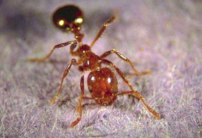 5 Arthropod Envenomations: From Benign Bites to Serious Stings