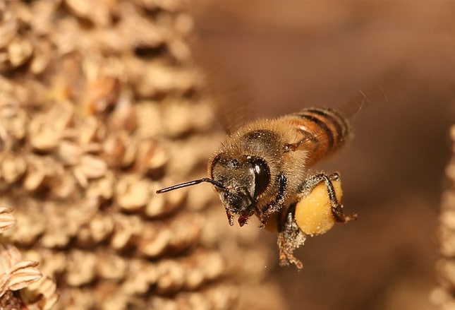 5 Arthropod Envenomations: From Benign Bites to Serious Stings