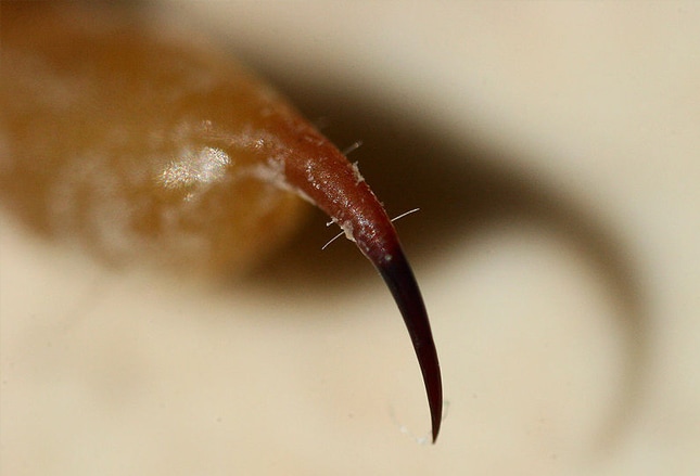 5 Arthropod Envenomations: From Benign Bites to Serious Stings