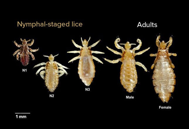 When Bugs Feast: What’s Causing That Itch?