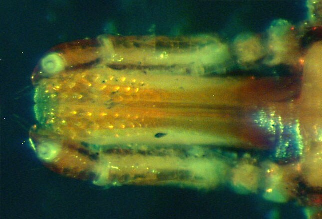 7 Bug Bites You Need to Know