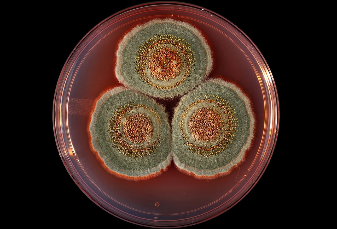 Where Art Meets Science: A Lens on the CDC