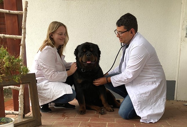 Docs and Their Dogs: Warm Hearts and Wet Noses
