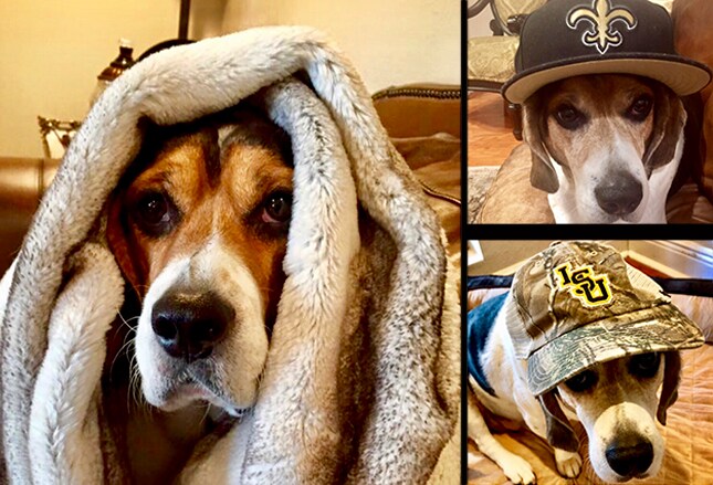 Docs and Their Dogs: Warm Hearts and Wet Noses