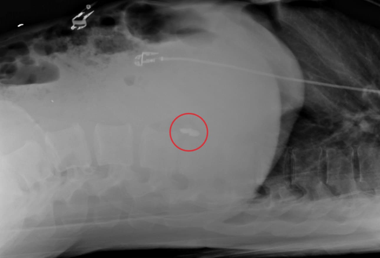 Gunshot Wounds: Damage and Death