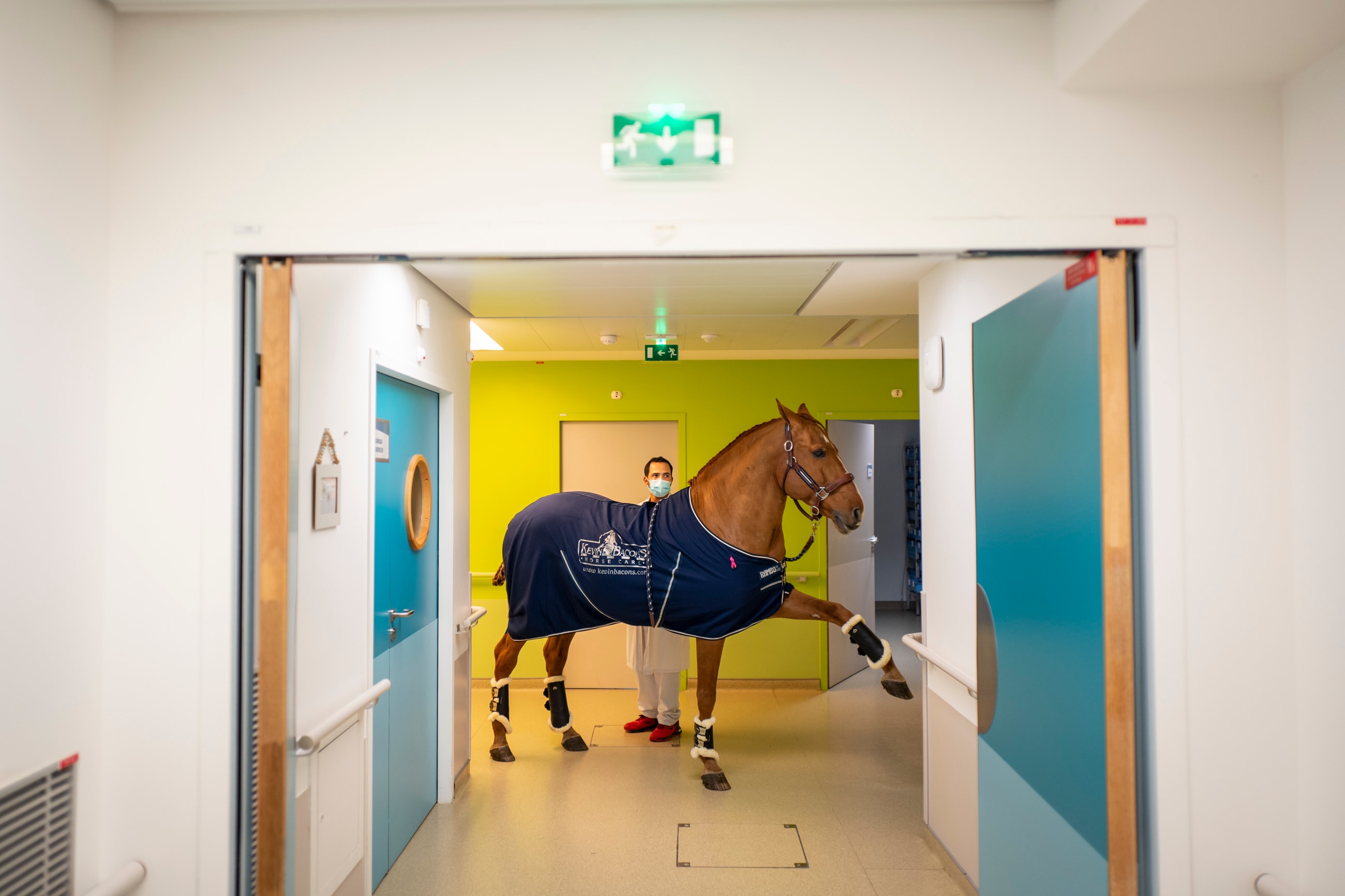 A Horse in the Hospital? Meet 'Doctor Peyo'