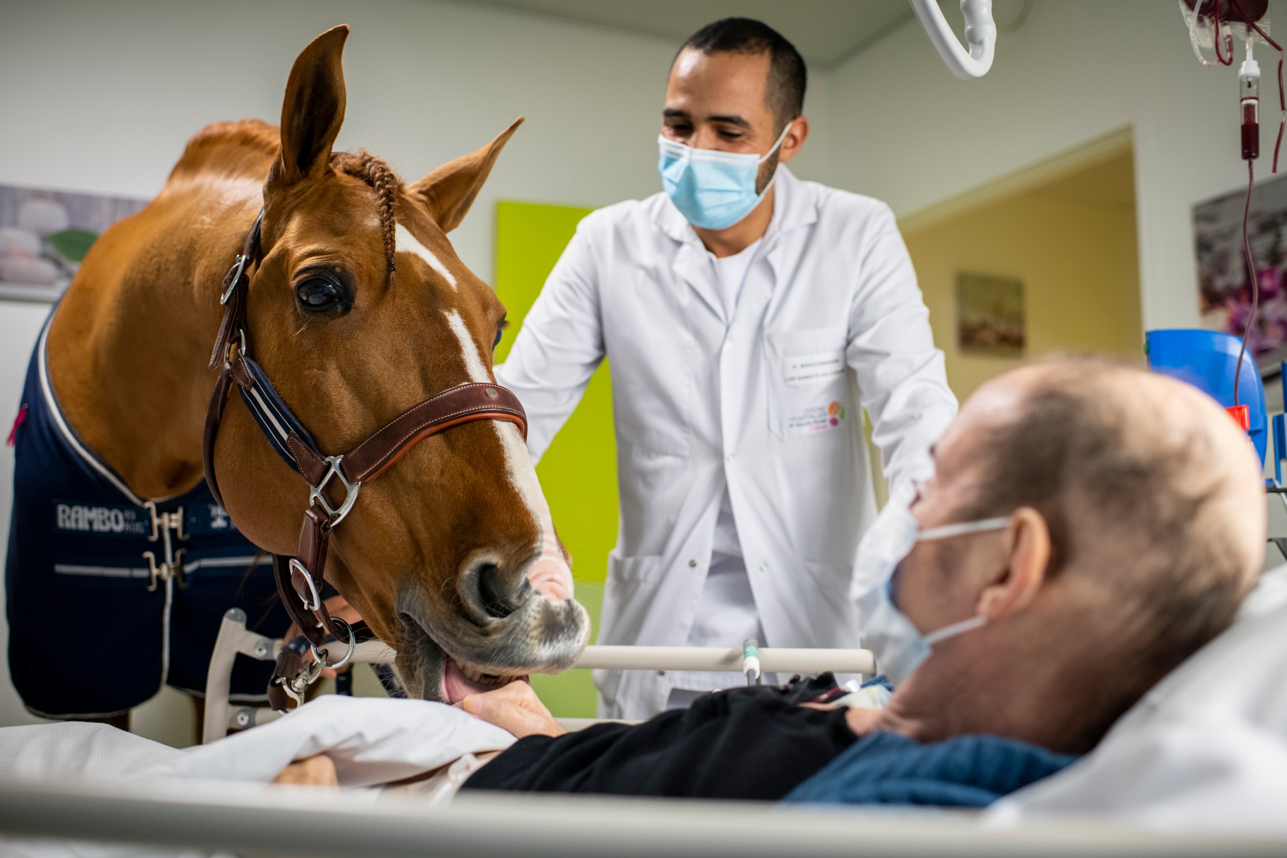 A Horse in the Hospital? Meet 'Doctor Peyo'