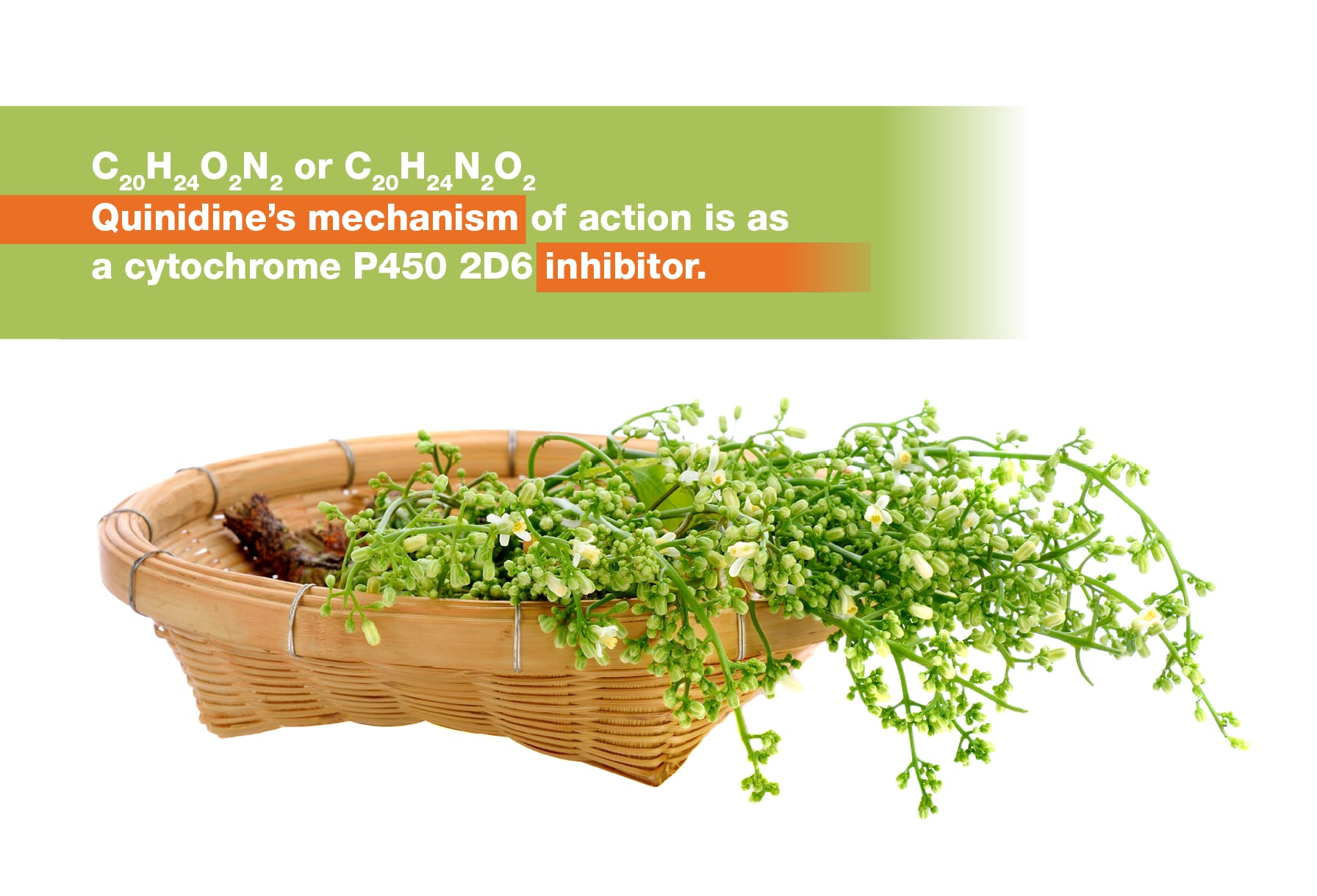 From Folk to Pharma: Natural Remedies That Became Medications