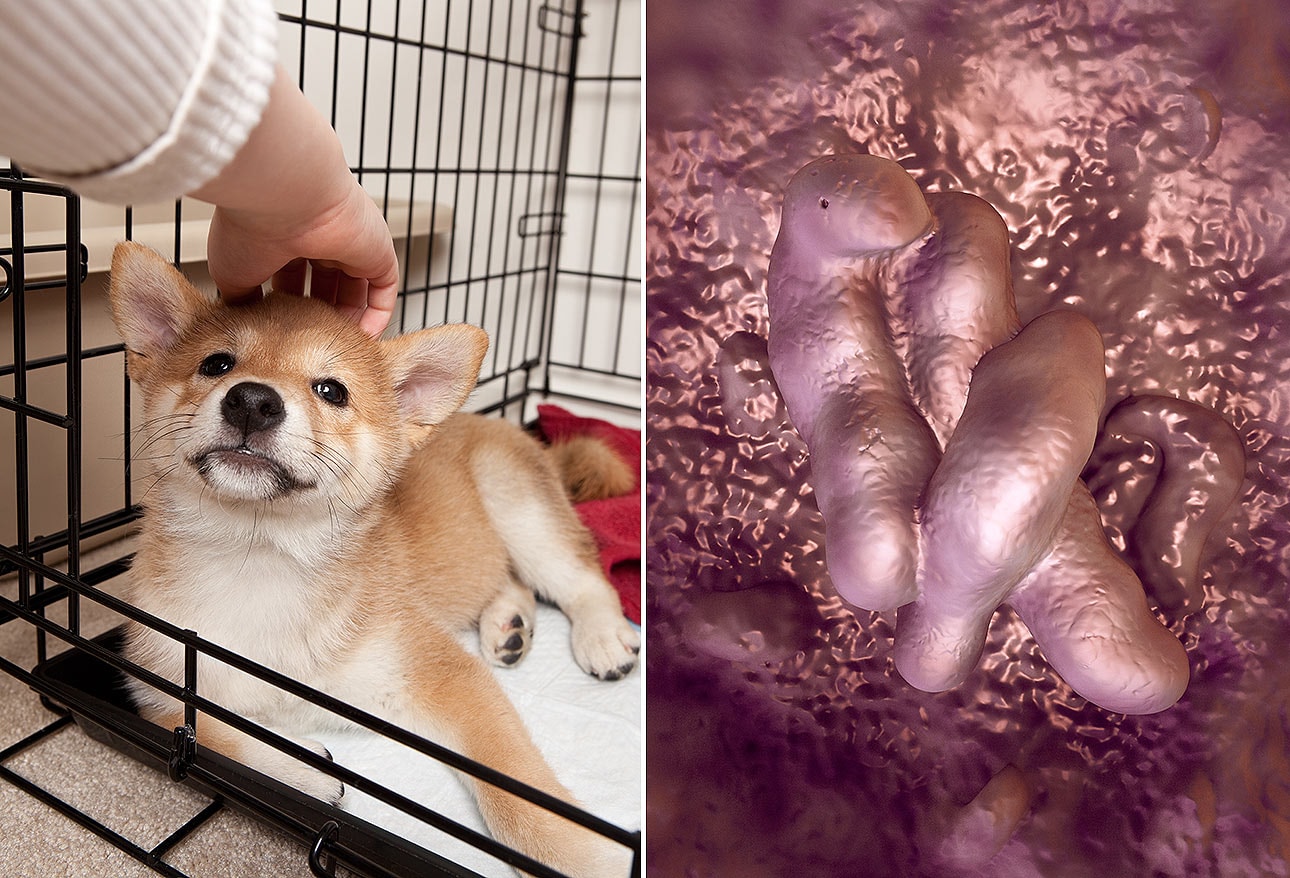 Illnesses Linked to Contact With Pets and Farm Animals