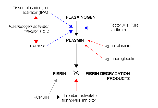 Pulmonary Embolism: Clot in Transit