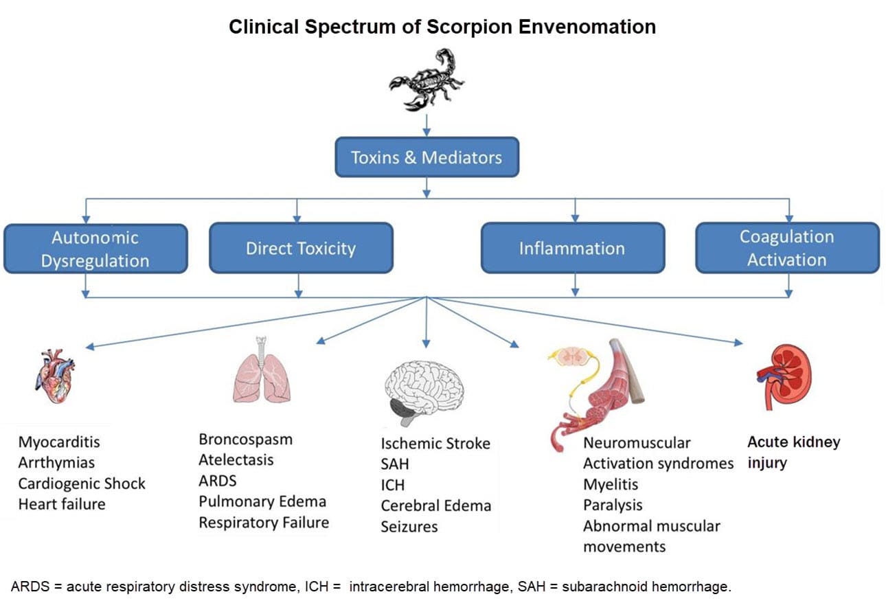 Scorpion Stings: From Mild Local Effects to Death