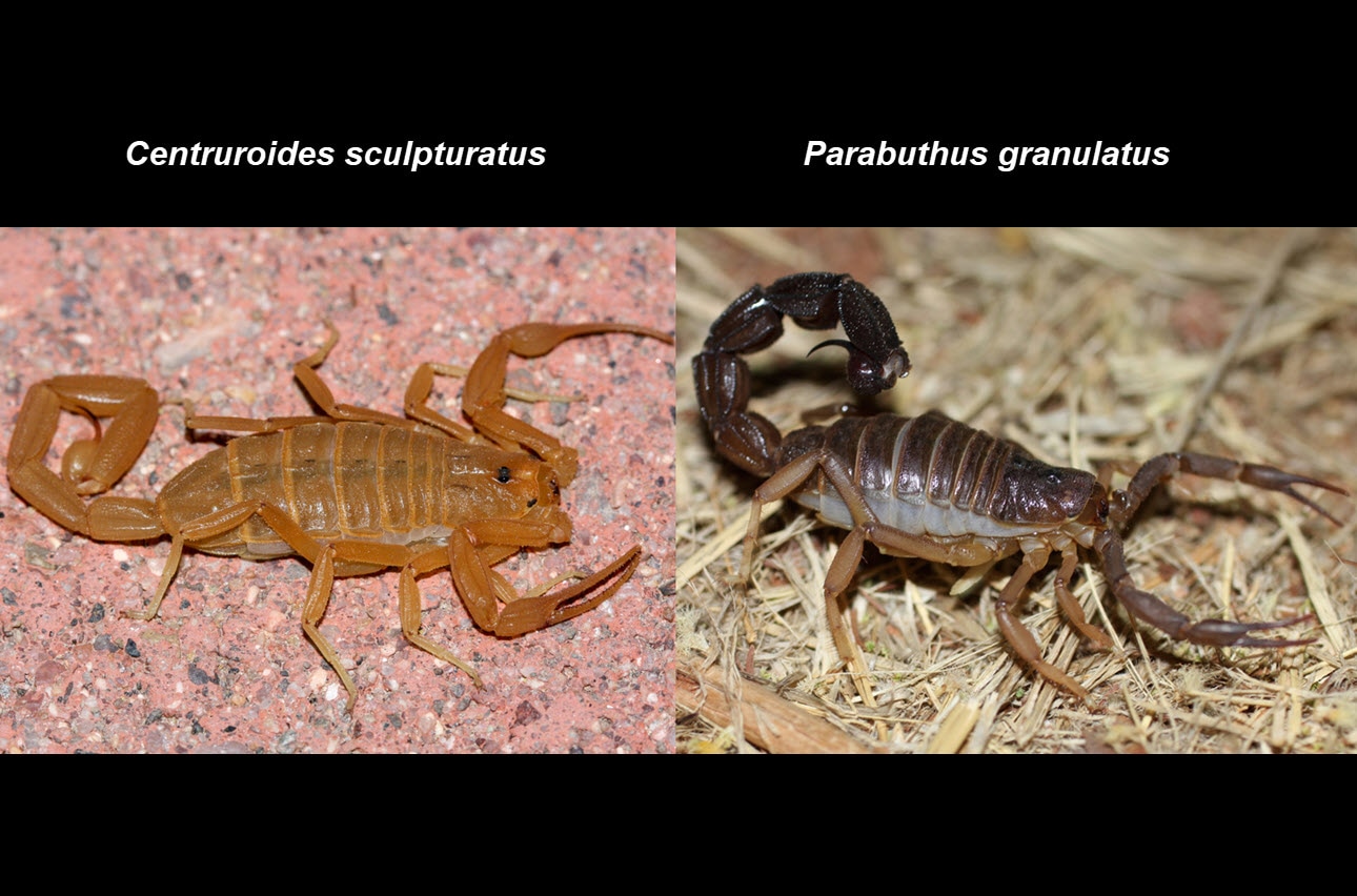 Scorpion Stings: From Mild Local Effects to Death