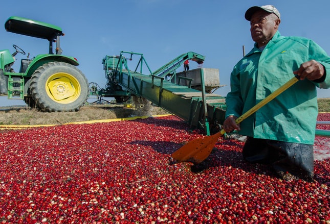Thanksgiving Dinner Nutrition: Then and Now